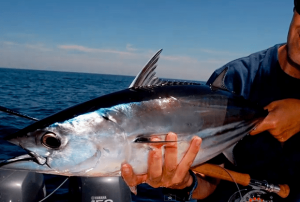 Tipos de atunes, ¿cuántas variedades existen? - Conservas